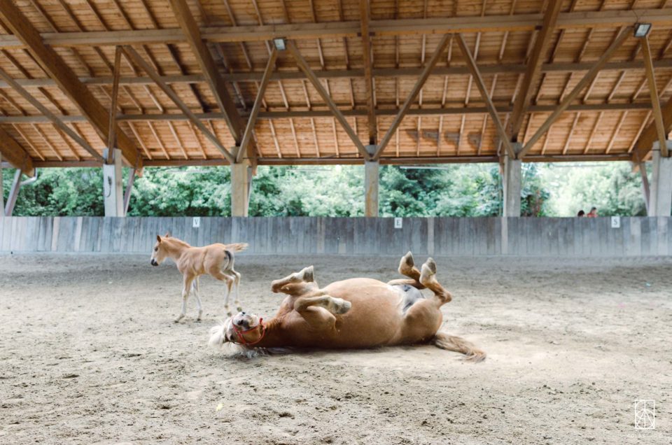 Inscriptions – LA CAVALE SEVRIER, Centre équestre à Sevrier Lac d'Annecy